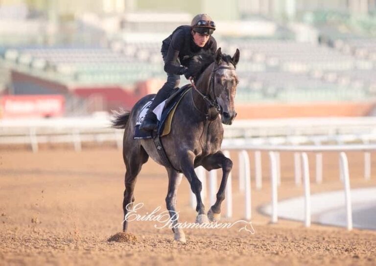 Découvrez le métier de Cavalier d’Entraînement - AFASEC